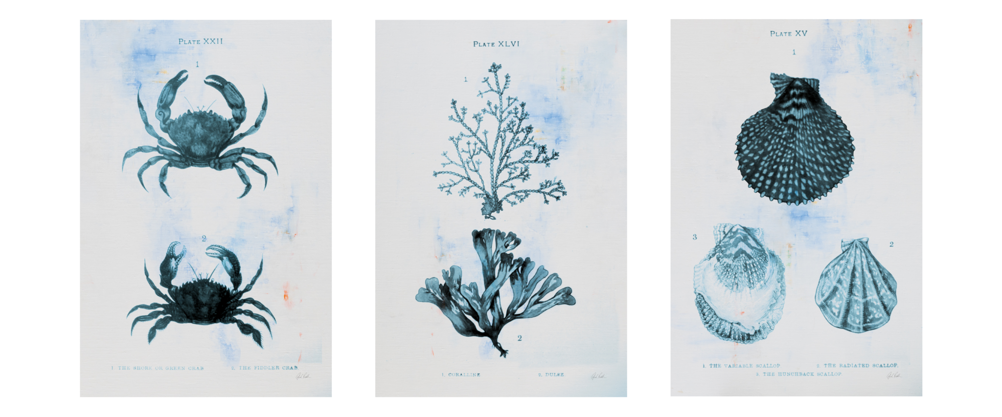 Deborah Revell - Wild Apple